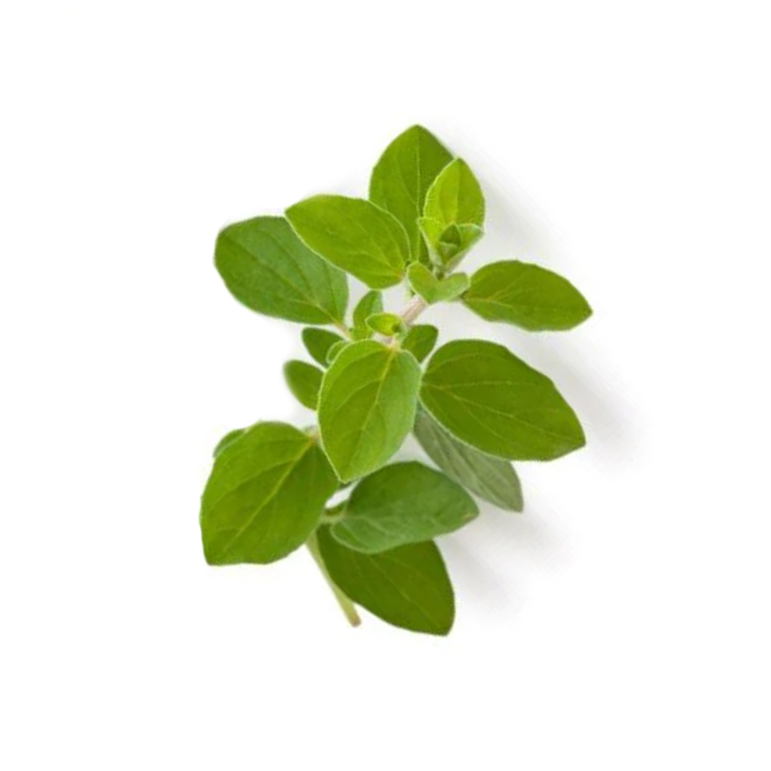 Oregano - Pine Fresh Supermarket Australia